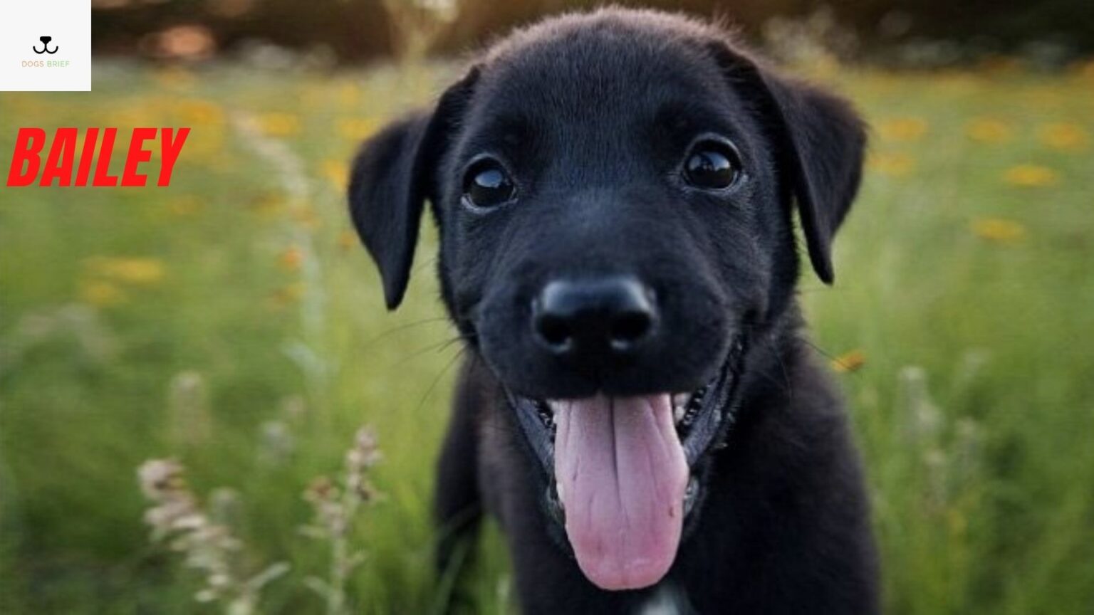 10 Most Popular Labrador Puppies Names | Labrador Retriever Names