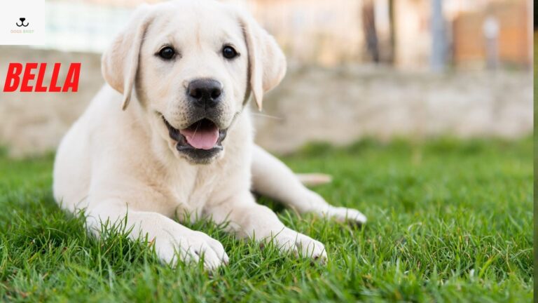 10 Most Popular Labrador Puppies Names | Labrador Retriever Names
