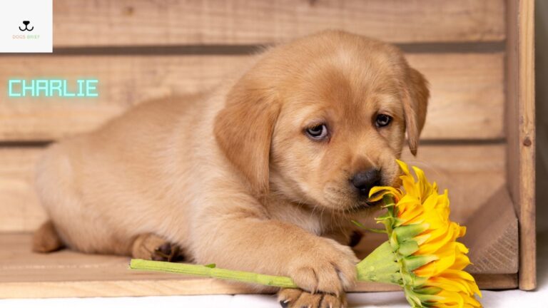 10 Most Popular Labrador Puppies Names | Labrador Retriever Names