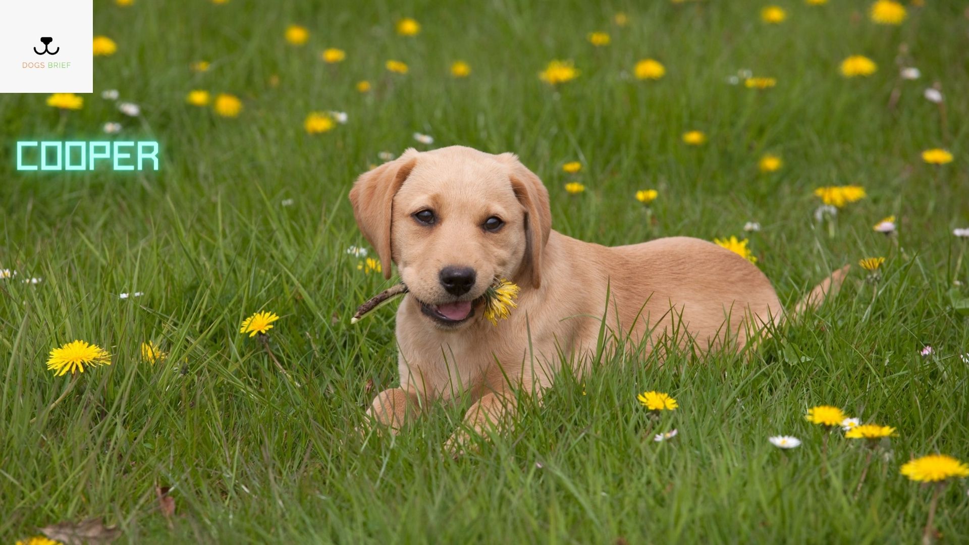 10 Most Popular Labrador Puppies Names | Labrador Retriever Names