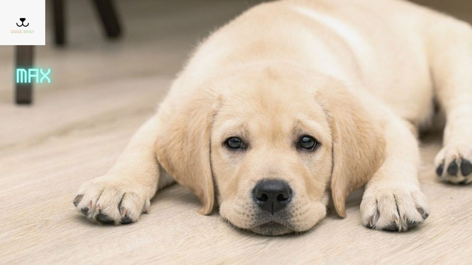 10 Most Popular Labrador Puppies Names | Labrador Retriever Names