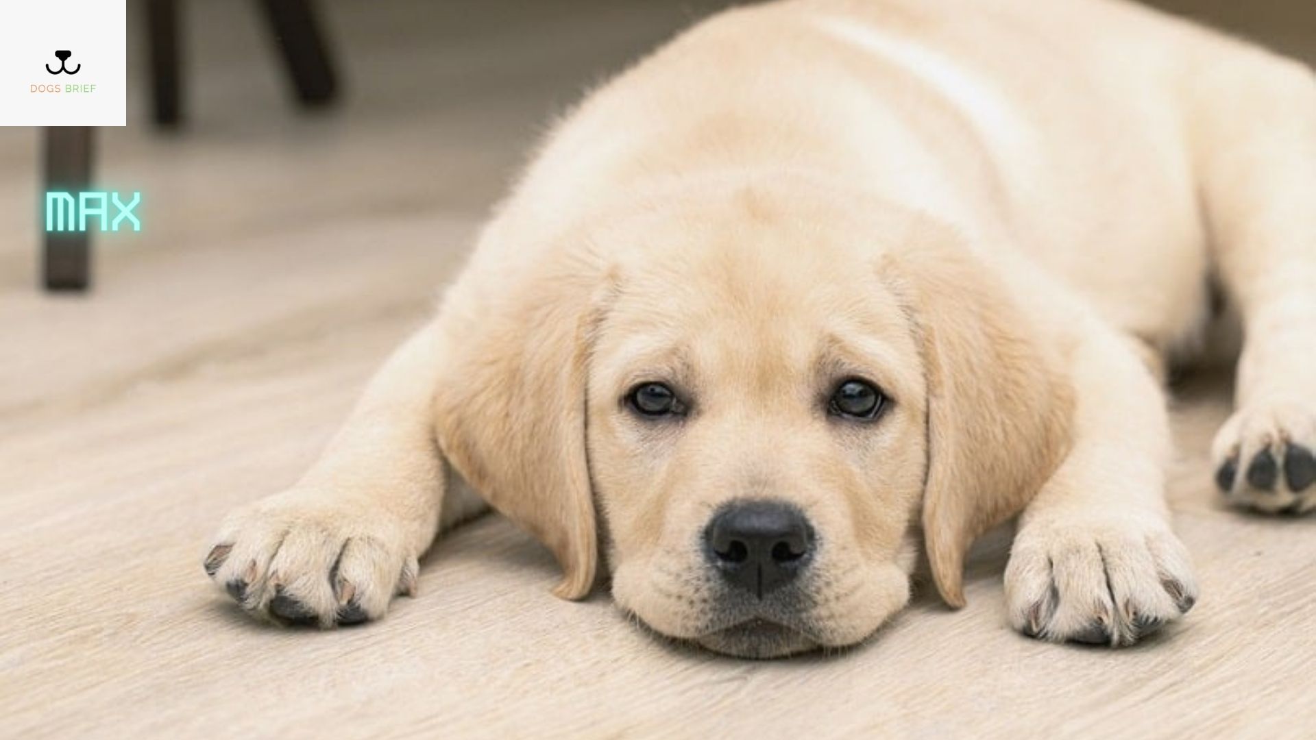 10 Most Popular Labrador Puppies Names | Labrador Retriever Names