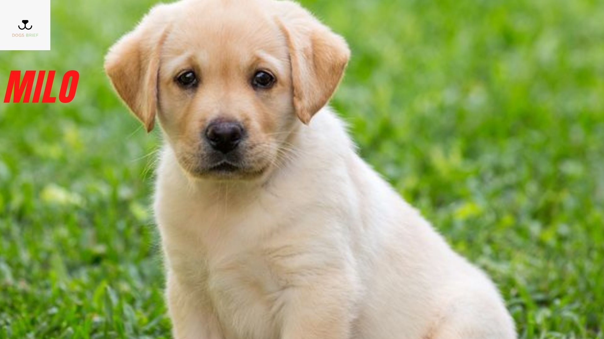10 Most Popular Labrador Puppies Names | Labrador Retriever Names