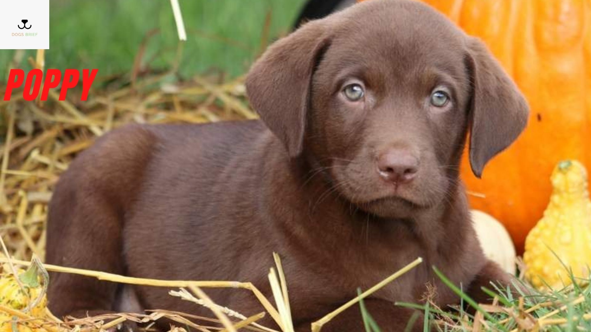 10 Most Popular Labrador Puppies Names | Labrador Retriever Names