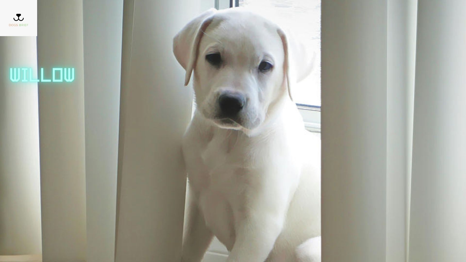 10 Most Popular Labrador Puppies Names | Labrador Retriever Names