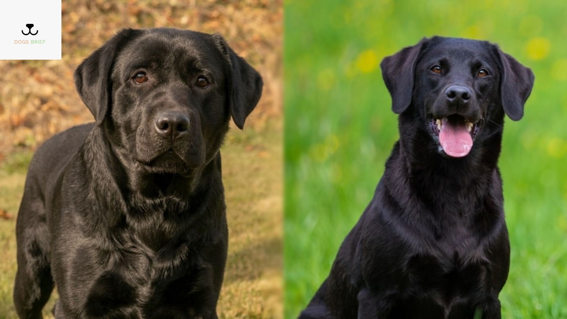 Labrador Breed Types | Types of Labrador Breed
