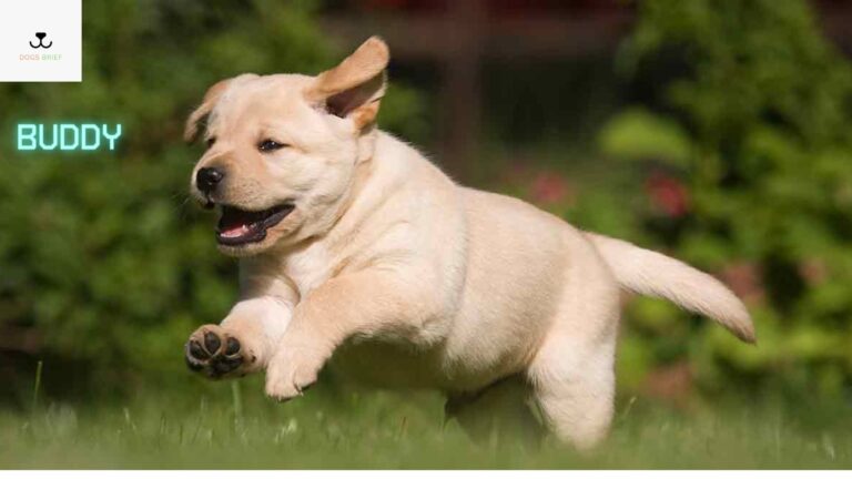 10 Most Popular Labrador Puppies Names | Labrador Retriever Names