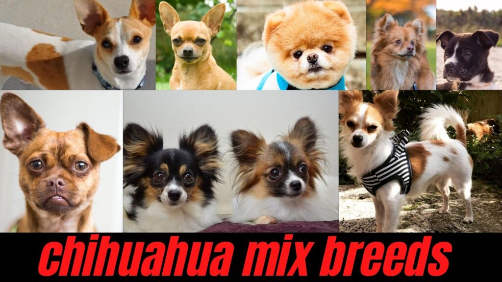 Top 8 Chihuahua Mix Breeds with Pictures - dogsbrief.com