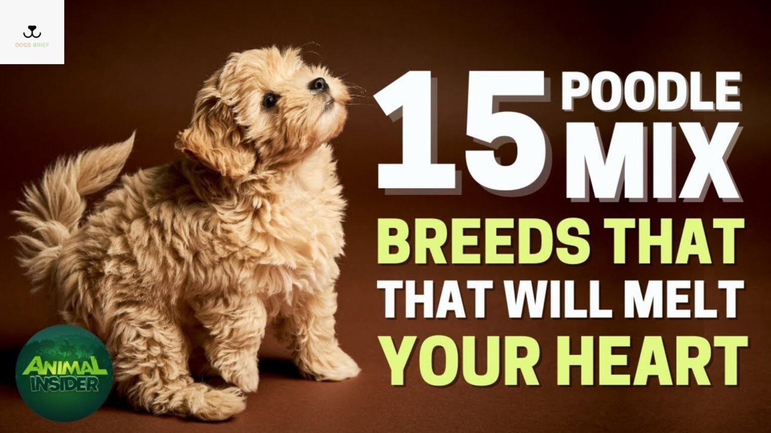 15 Best Poodle Mix Breeds Information with Pictures