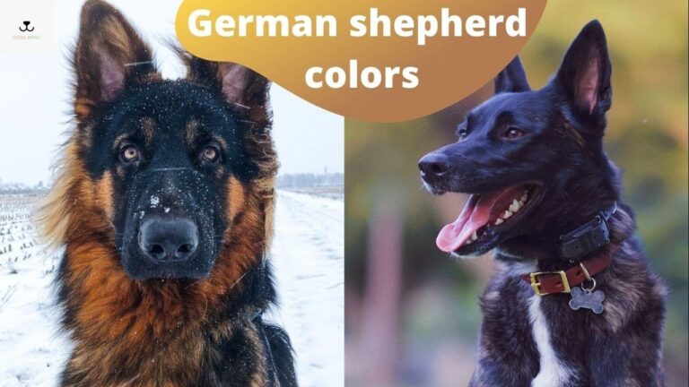 Different Colors of German Shepherd | German Shepherd Color Chart