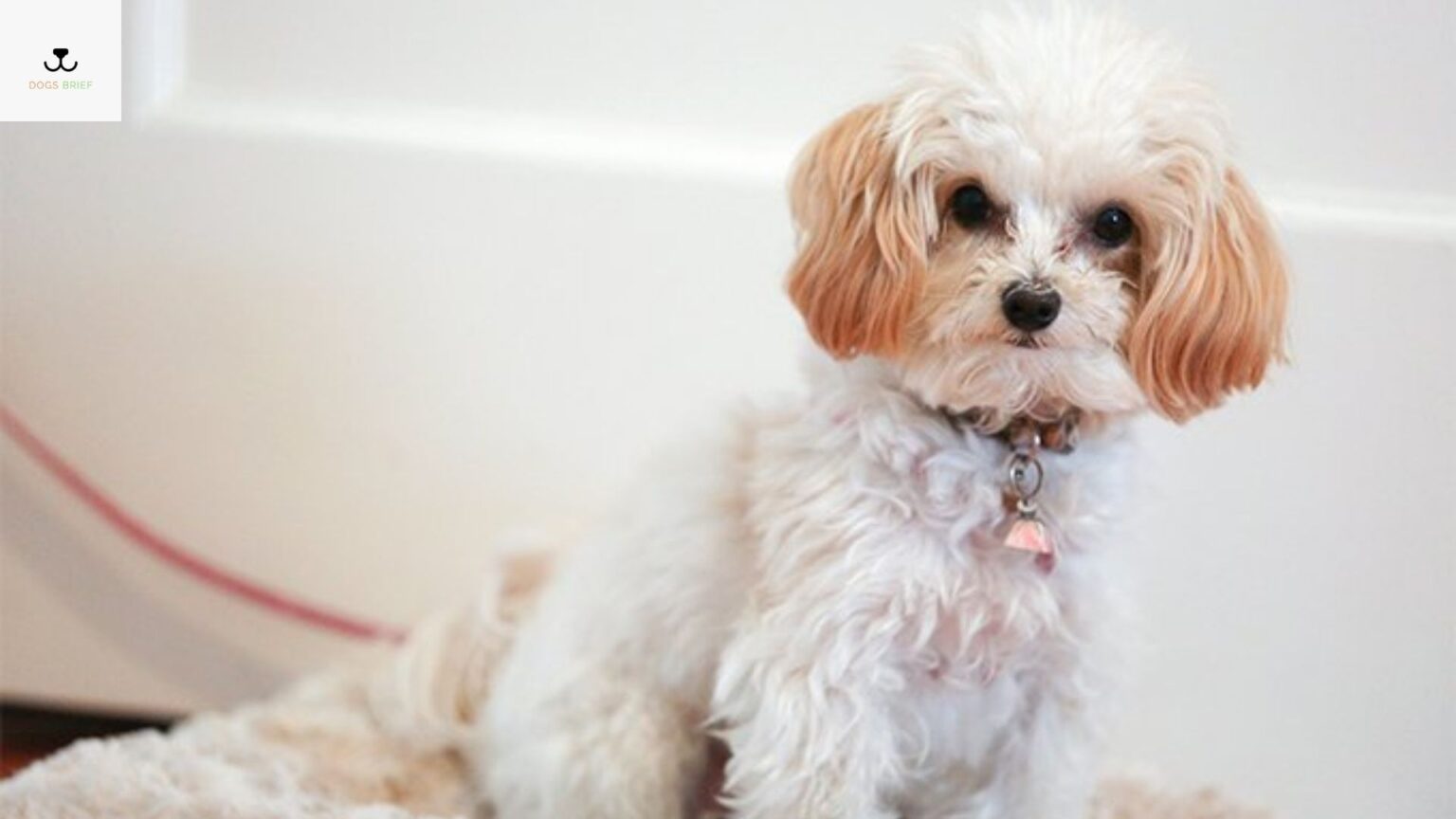15 Best Poodle Mix Breeds Information with Pictures