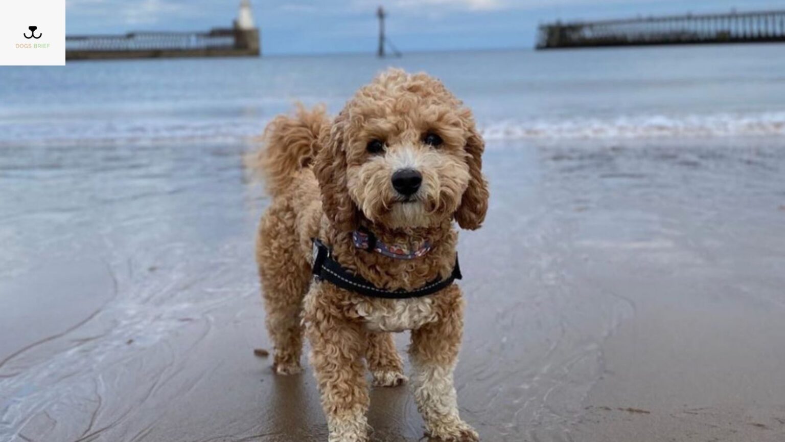 15 Best Poodle Mix Breeds Information with Pictures