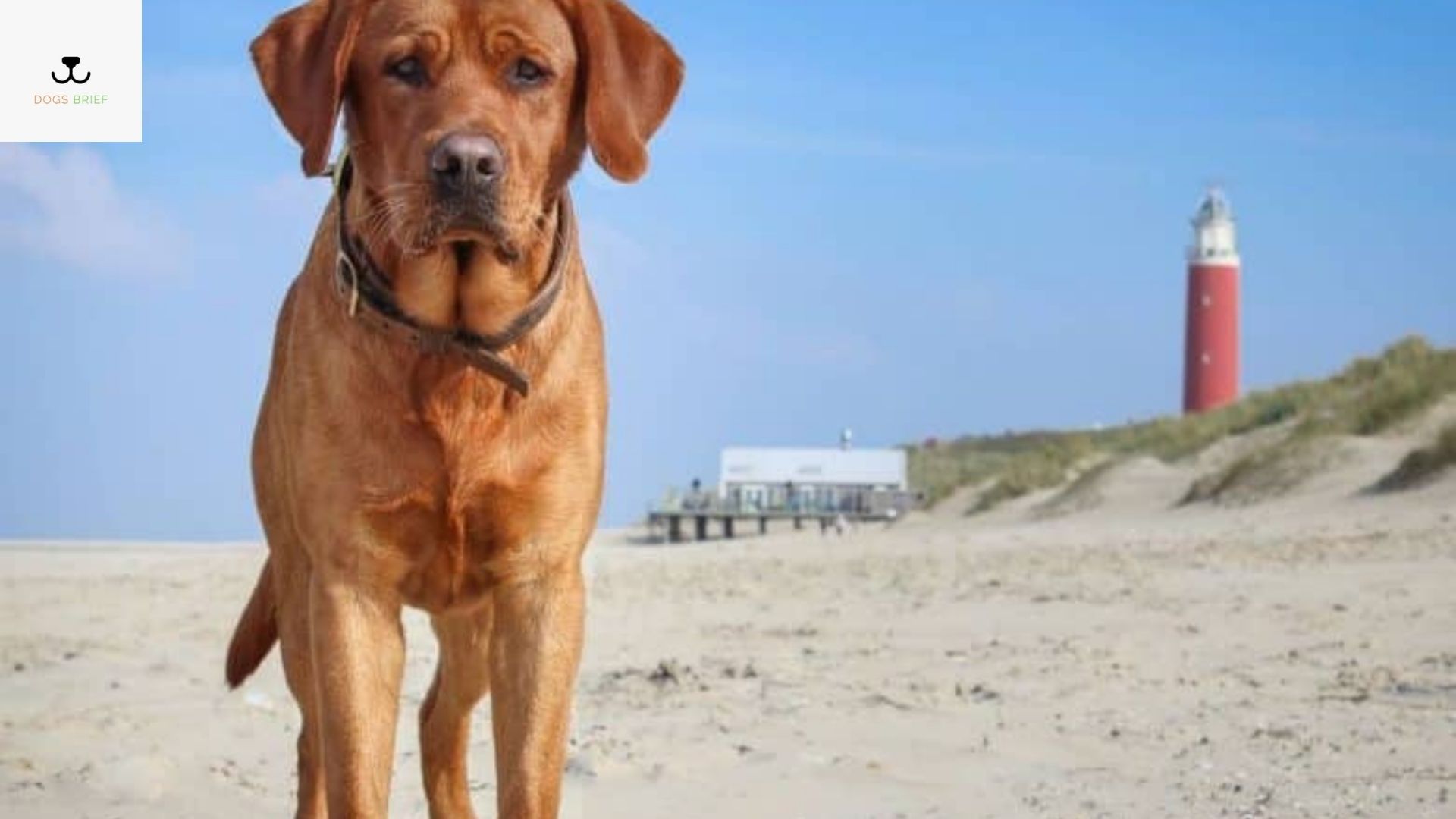 Top 6 Labrador Colors: Differences, Genetics & Rarest Coat