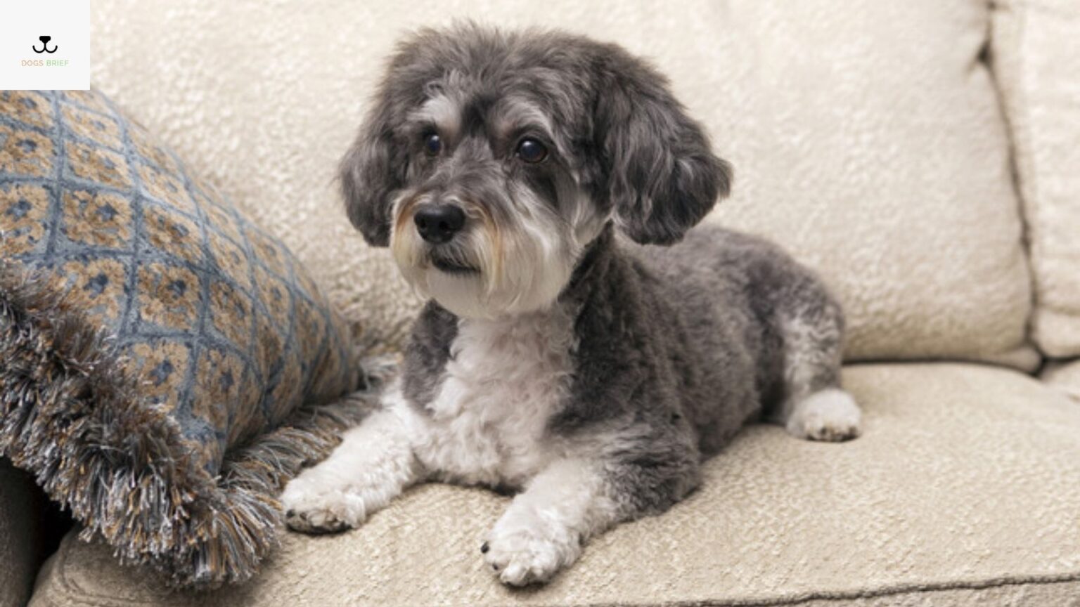15 Best Poodle Mix Breeds Information with Pictures