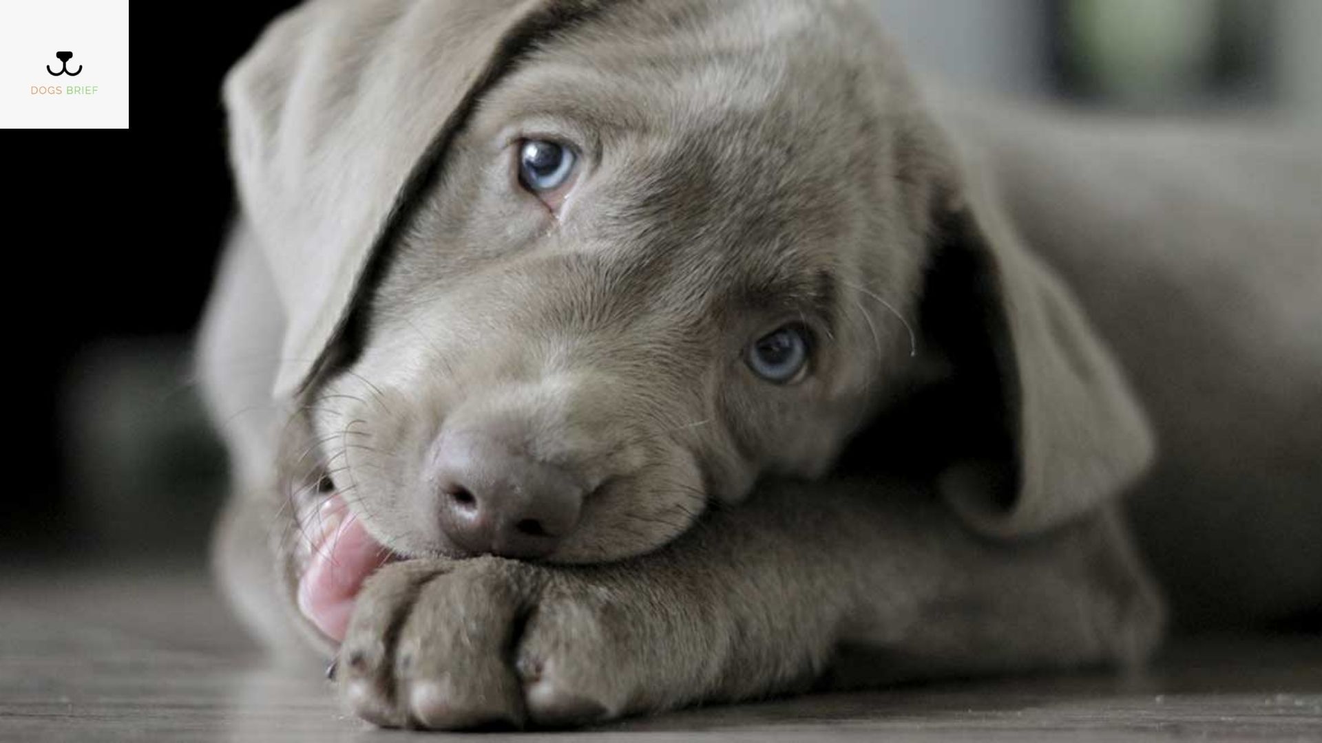 Top 6 Labrador Colors: Differences, Genetics & Rarest Coat