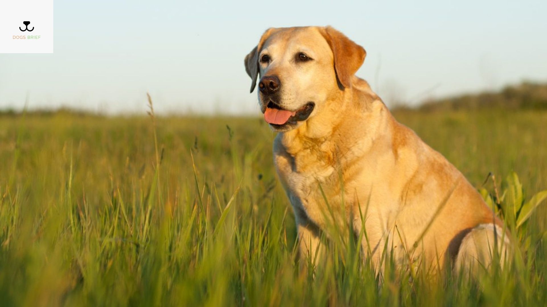 Top 6 Labrador Colors: Differences, Genetics & Rarest Coat