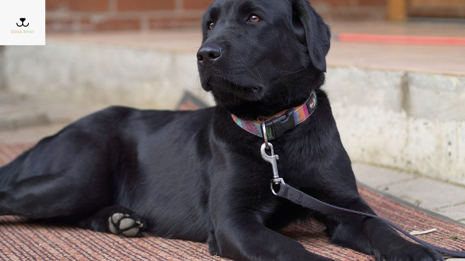 Top 6 Labrador Colors: Differences, Genetics & Rarest Coat