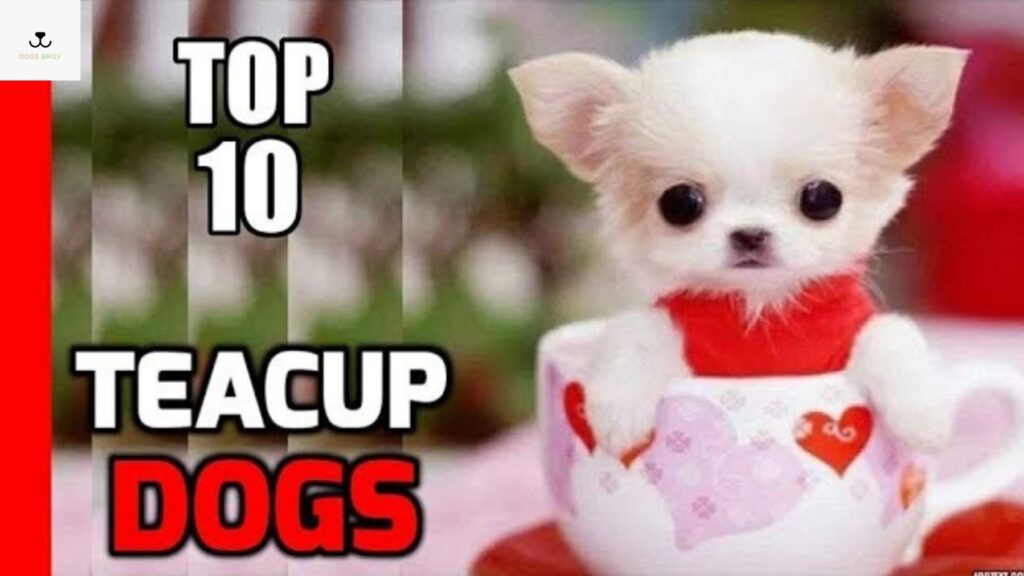 Top 10 Too-Cute Teacup Dog Breeds Information with Picture