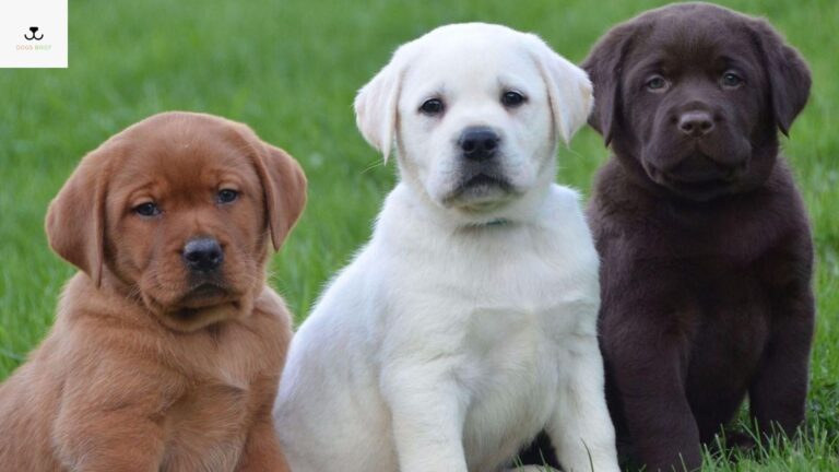 Average Lifespan of Labrador | Labrador Retriever Life Span