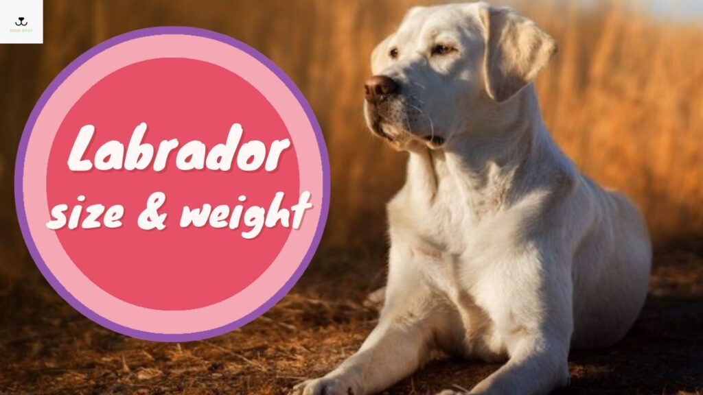 Labrador Retriever Size & Weight Chart - - Dogsbrief