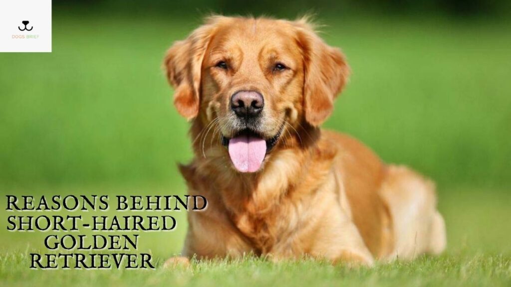 Short-Haired Golden Retriever- The Reasons Behind