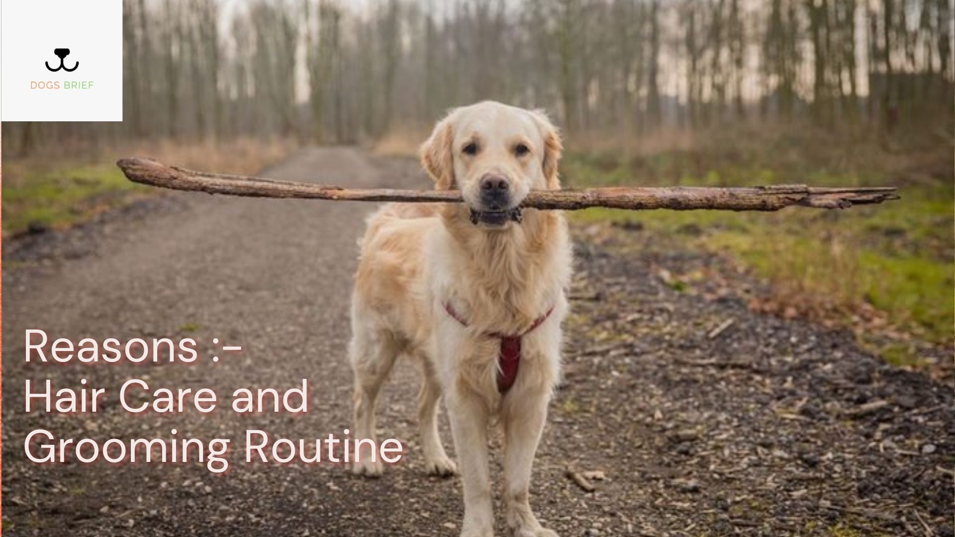 Short-Haired Golden Retriever- The Reasons Behind