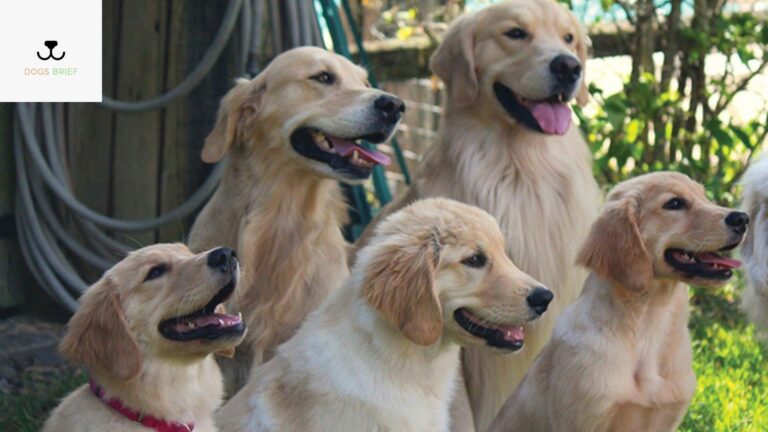 Golden Retriever Growth And Weight Chart