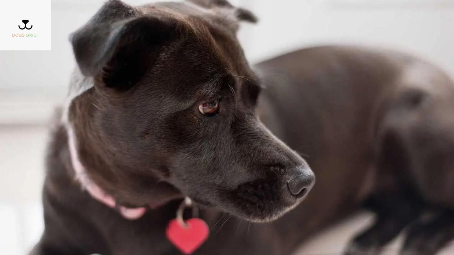 Labrador And Pitbull Mix - Everything You Need To Know