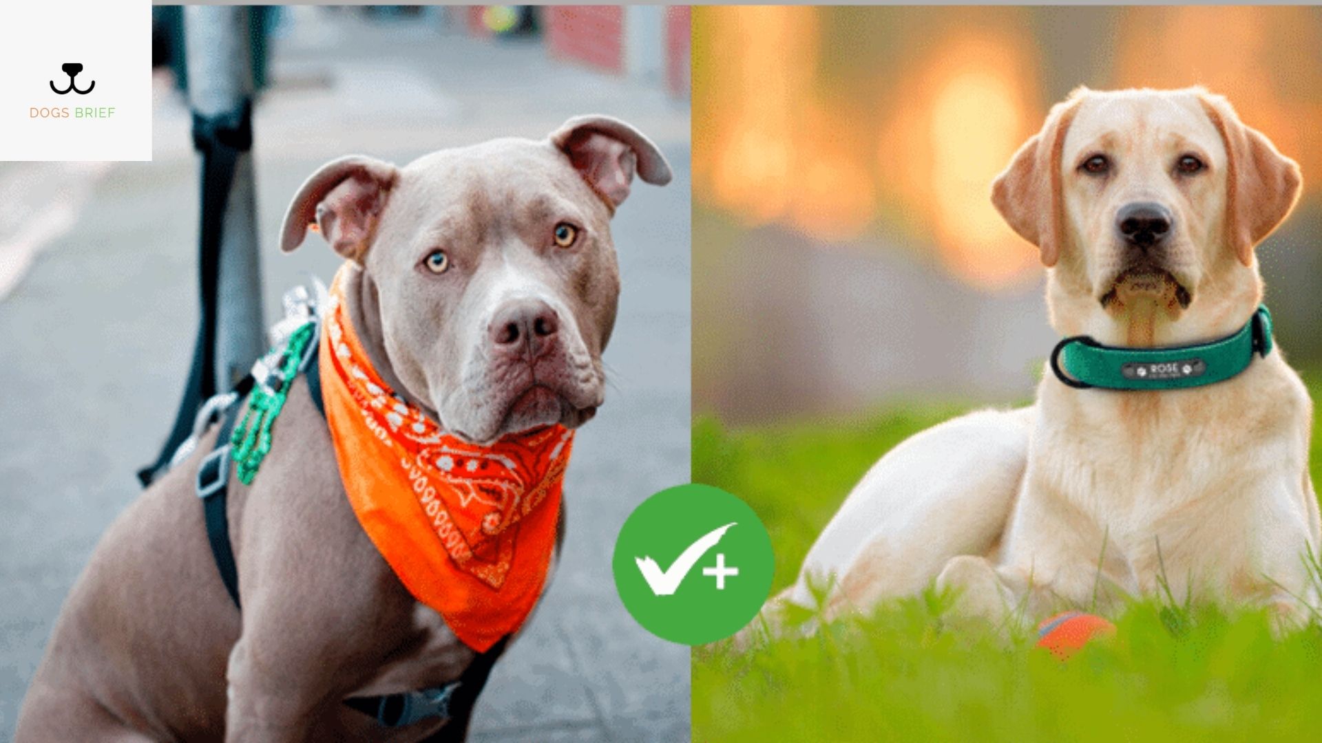 Labrador And Pitbull Mix - Everything You Need To Know