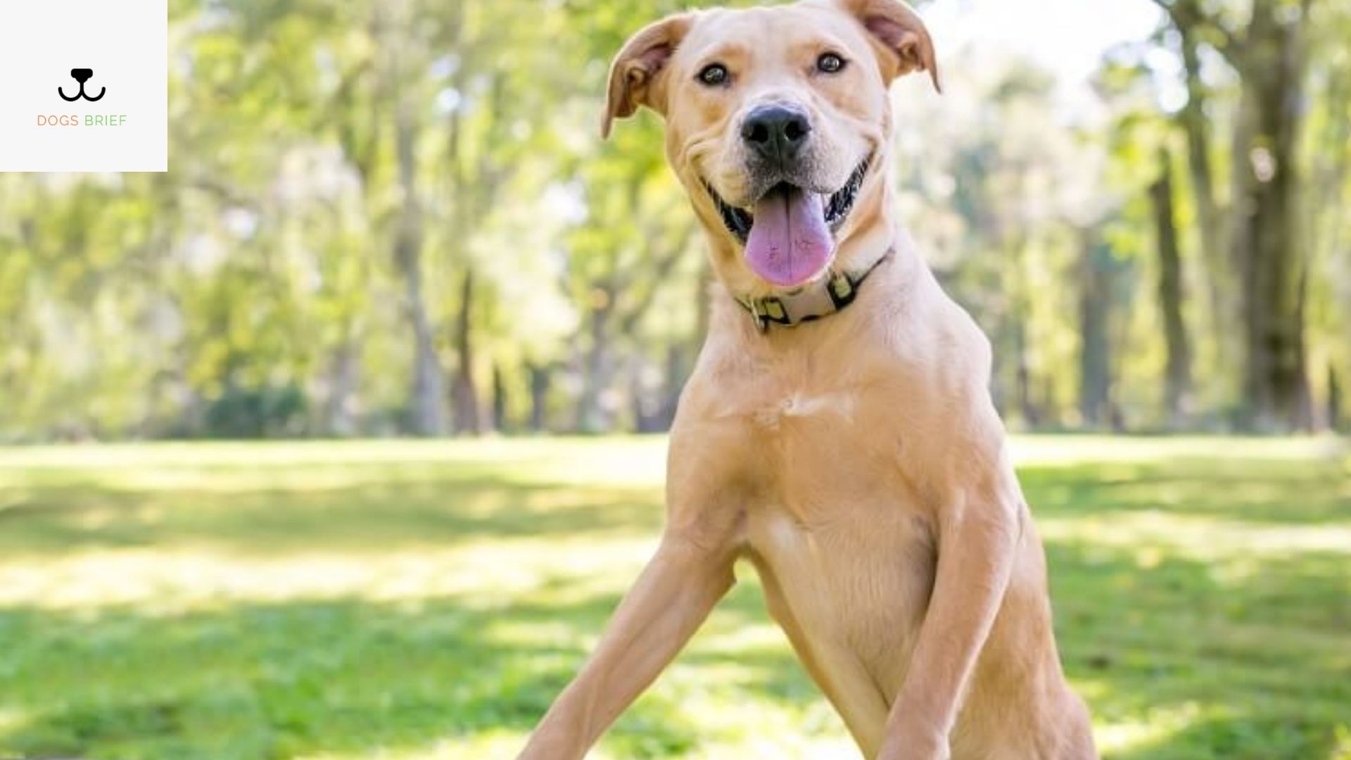 Labrador And Pitbull Mix - Everything You Need To Know