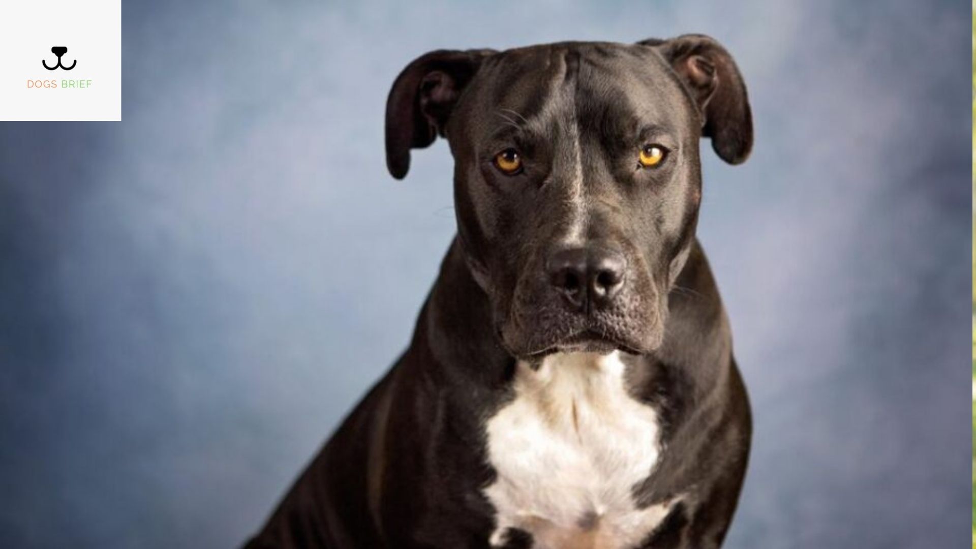 Labrador And Pitbull Mix - Everything You Need To Know