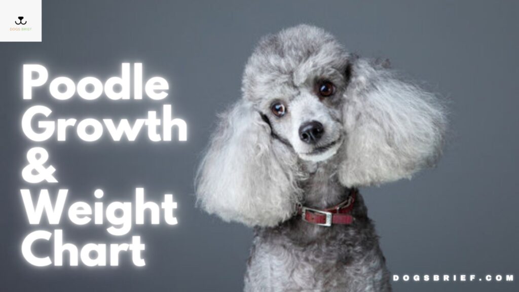 Poodle Growth & Weight Chart