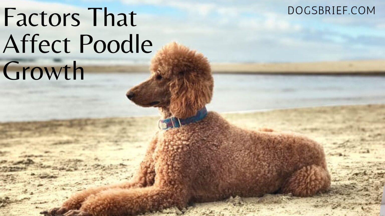 Poodle Growth & Weight Chart