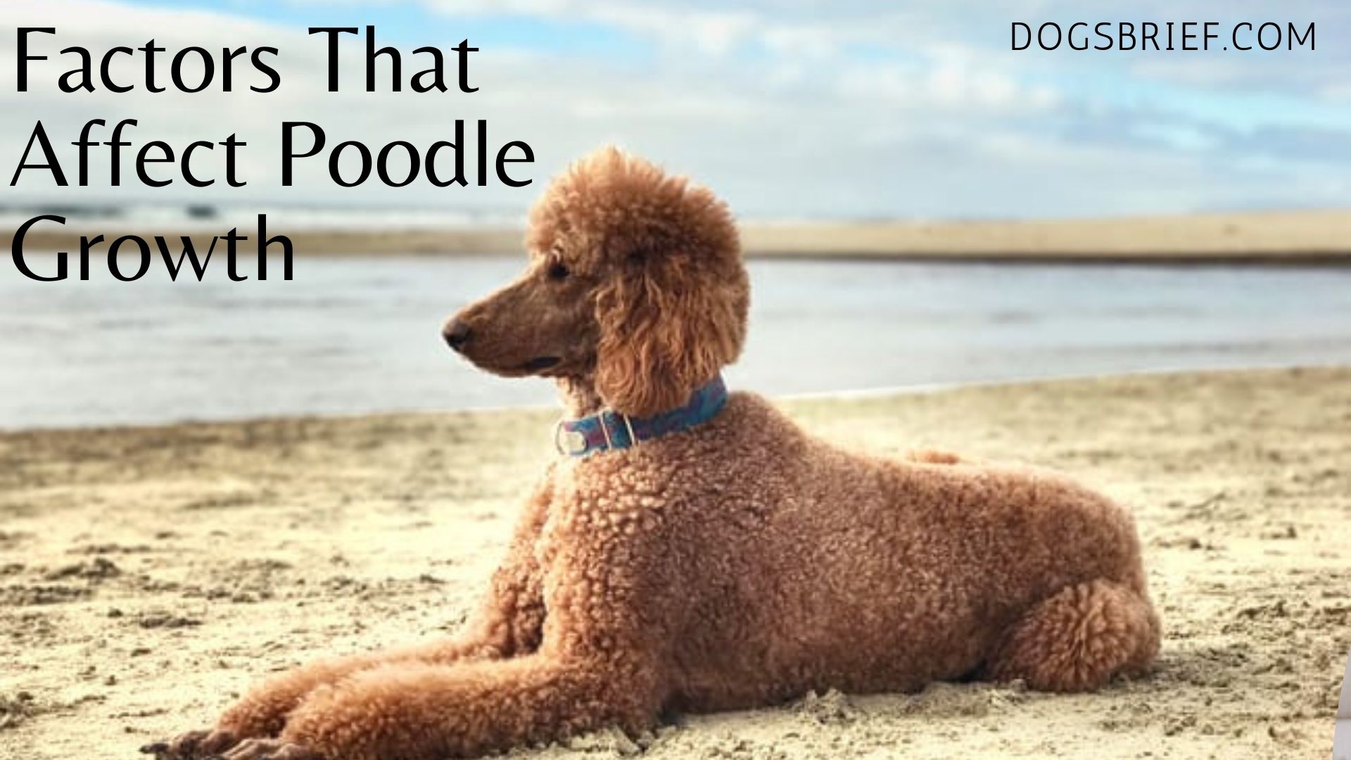 Poodle Growth & Weight Chart