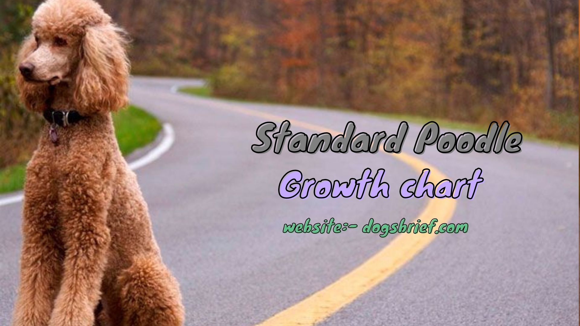 Poodle Growth & Weight Chart